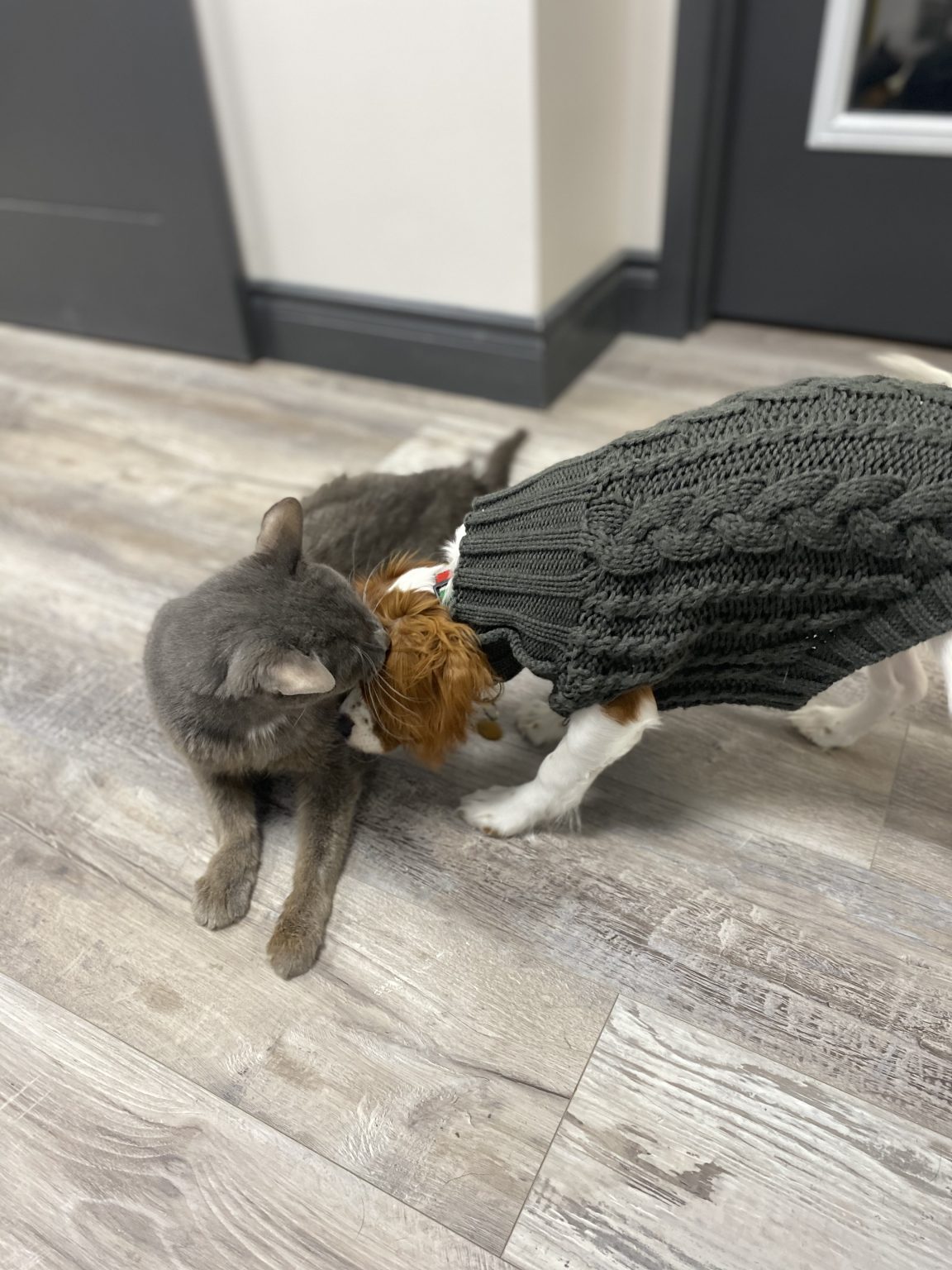 Subcutaneous Fluid in Toronto, ON | Balmy Beach Pet Hospital